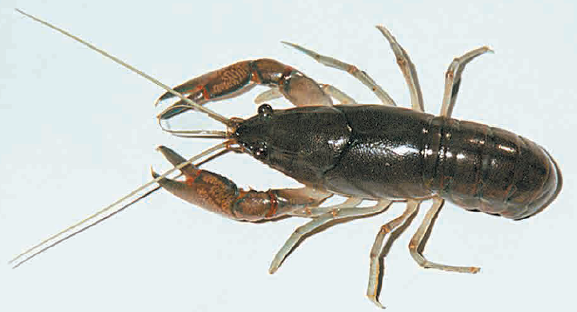 Bait Types | Fishcare Victoria